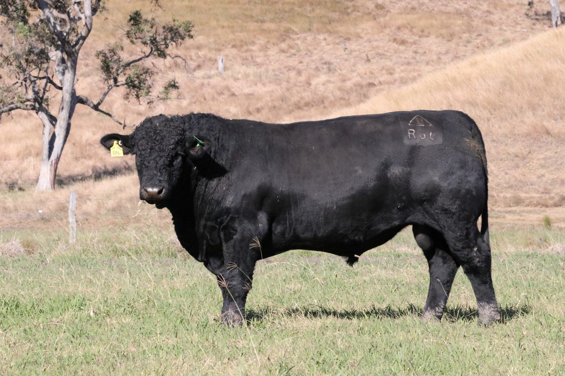 Bonnydale Black Simmentals | Black Simmental Stud
