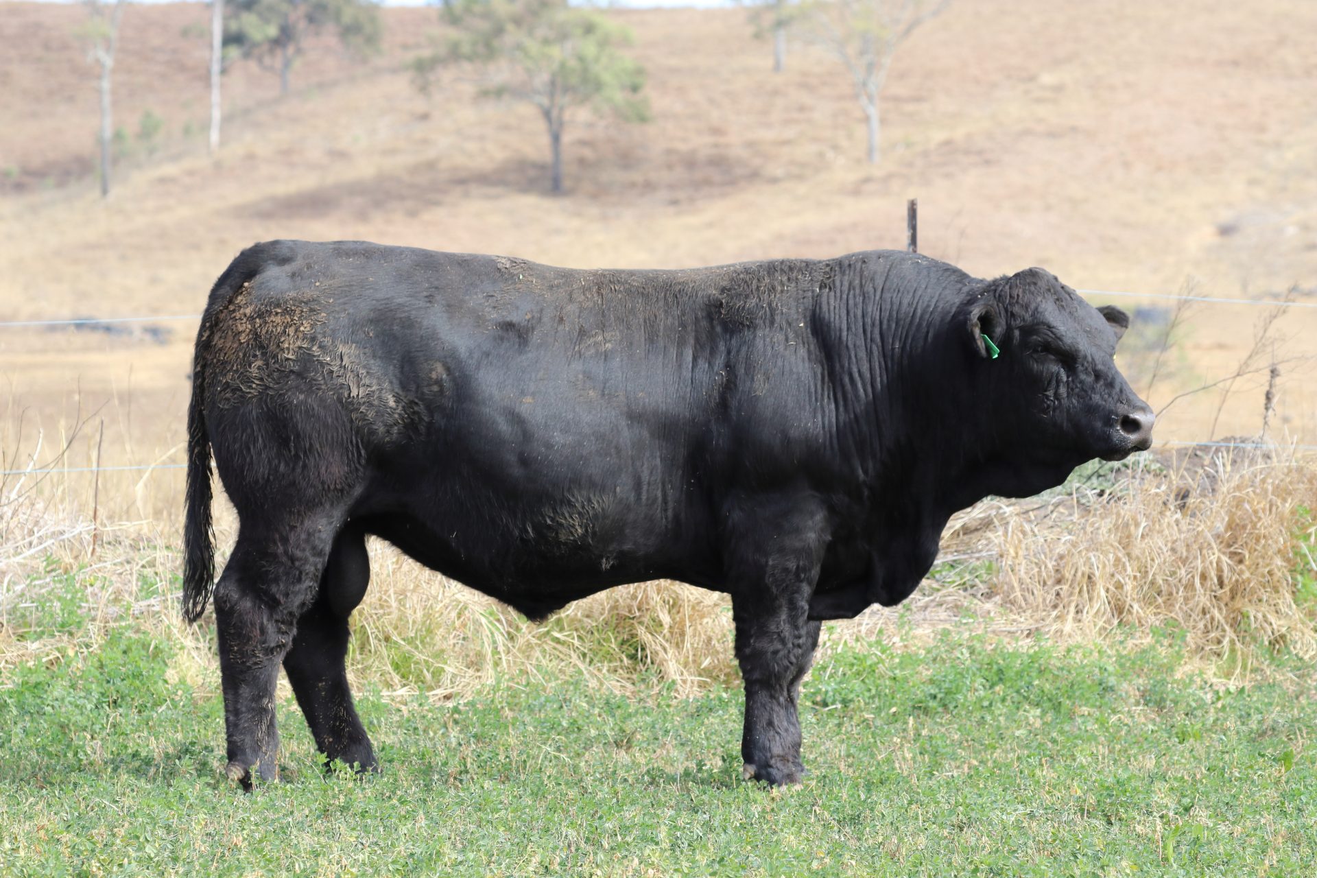 2023 Queensland Simmental Bull Sale | Bonnydale