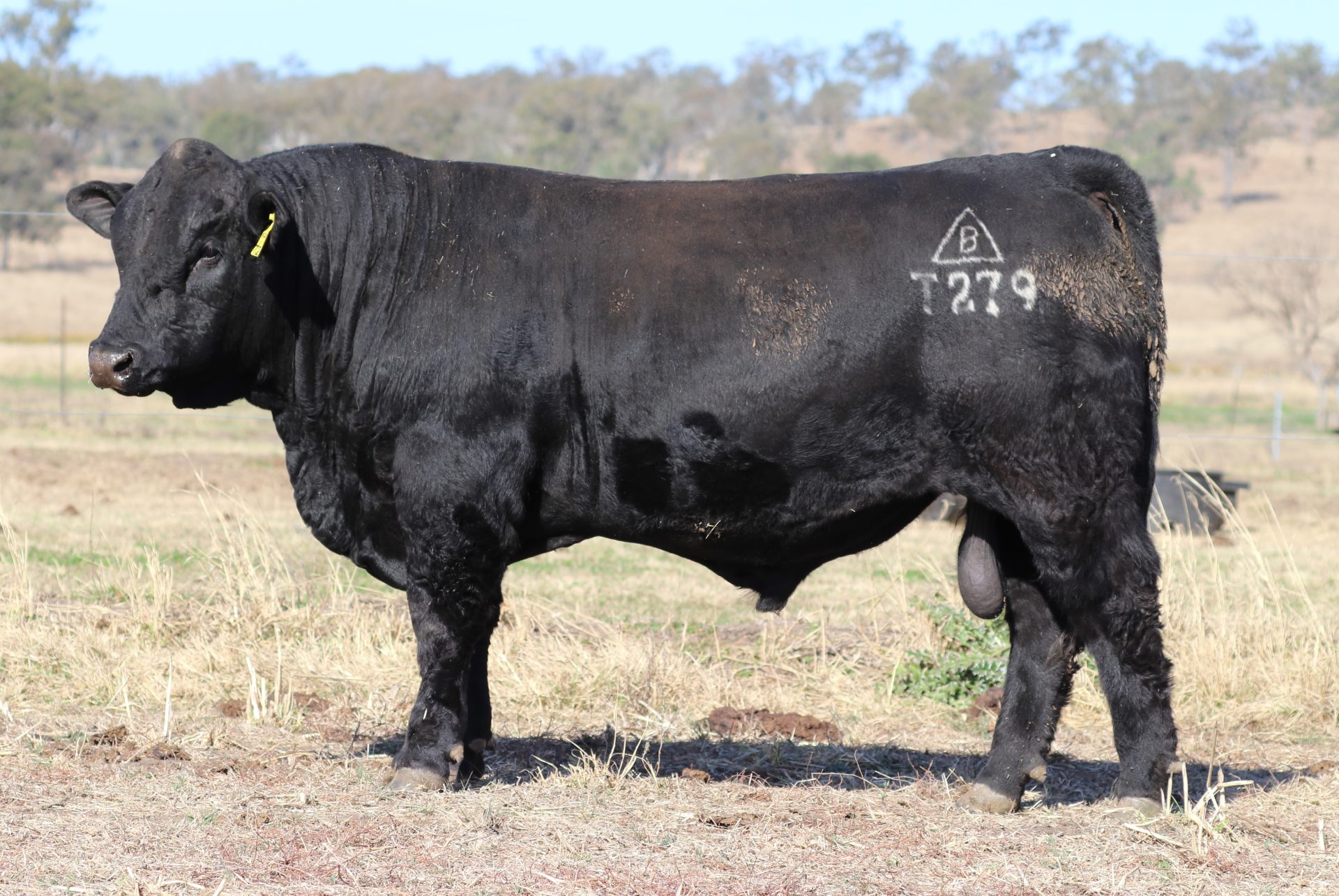 2023 Queensland Simmental Bull Sale | Bonnydale