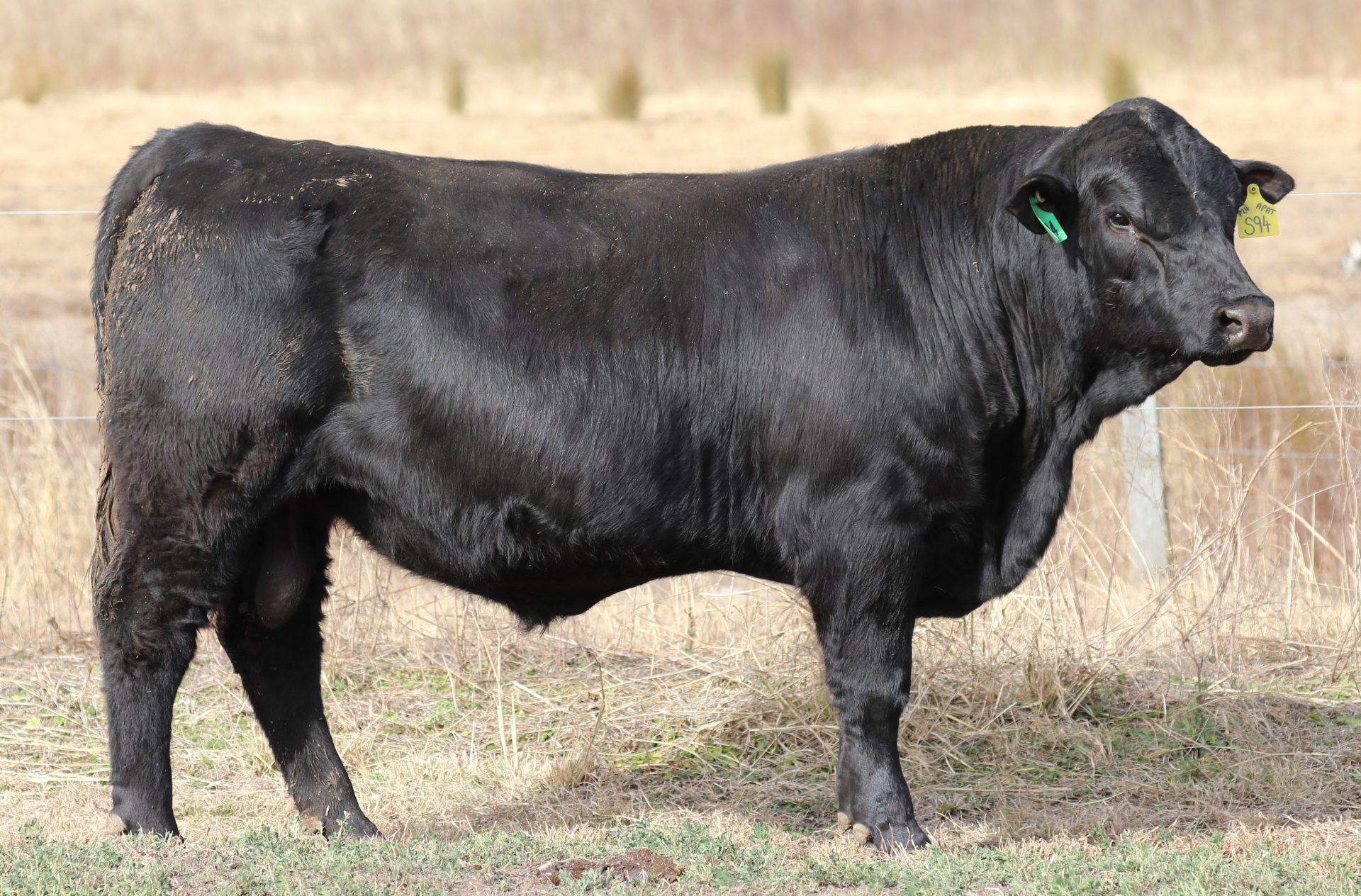 2023 Queensland Simmental Bull Sale | Bonnydale