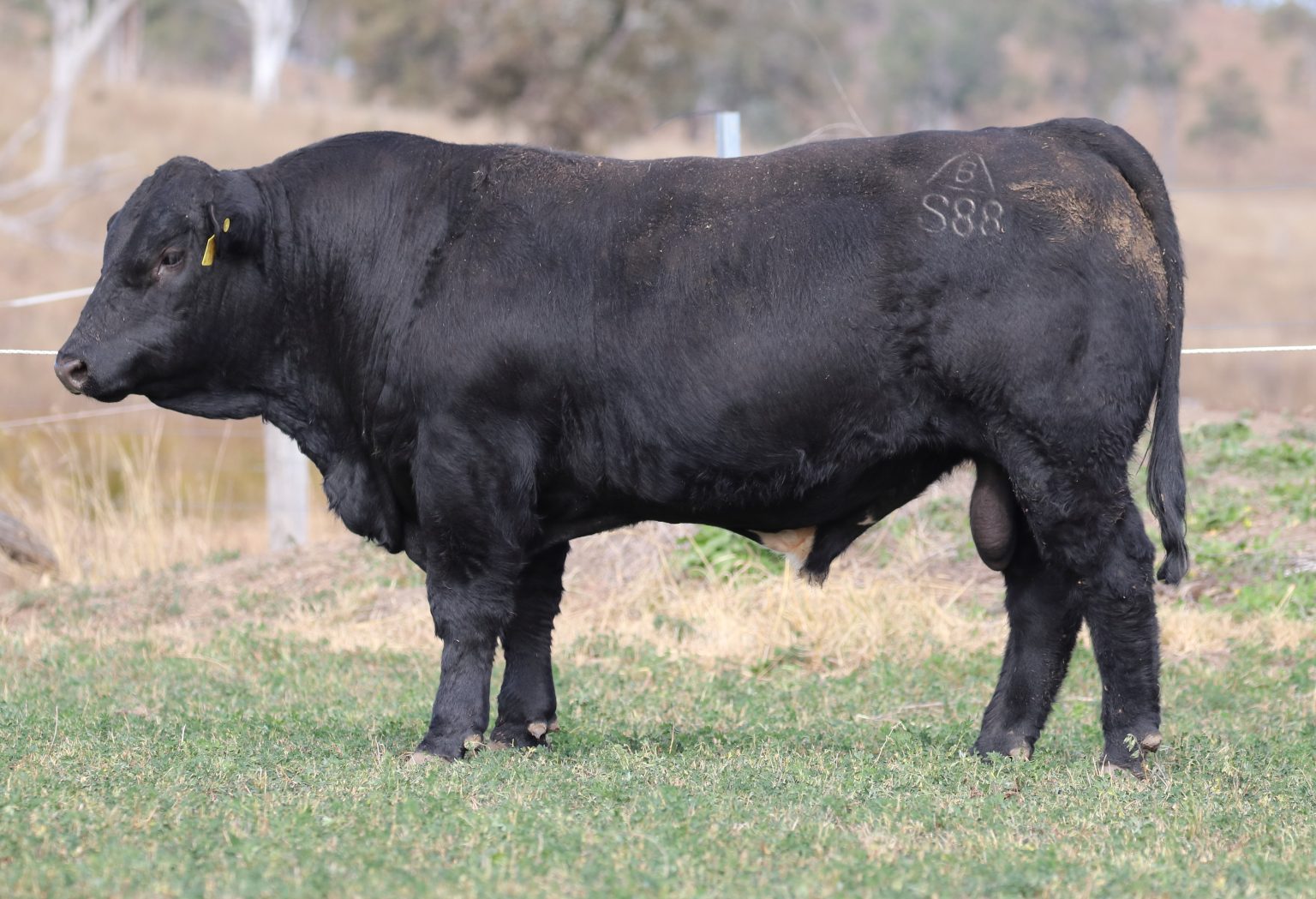 2023 Queensland Simmental Bull Sale | Bonnydale