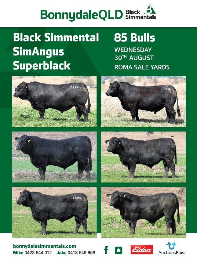 Bonnydale Black Simmentals | Black Simmental Stud