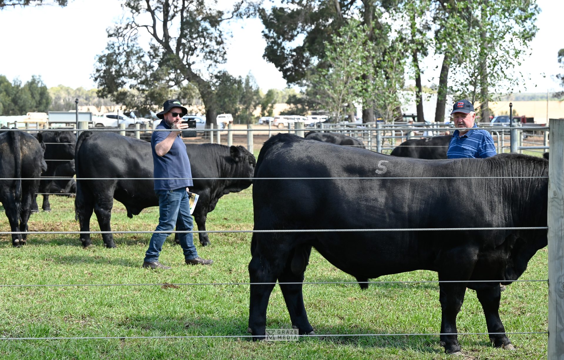Bonnydale Black Simmentals | Black Simmental Stud